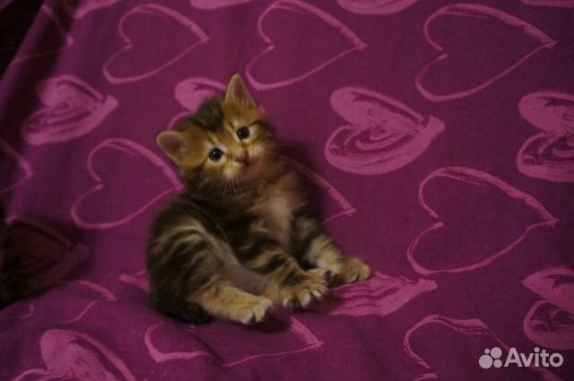 Шикарные котята Курильского бобтейла:)