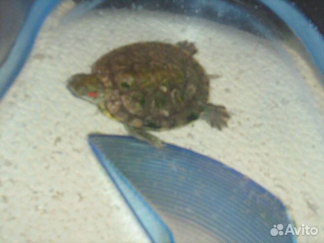 Продаём черепаху водную