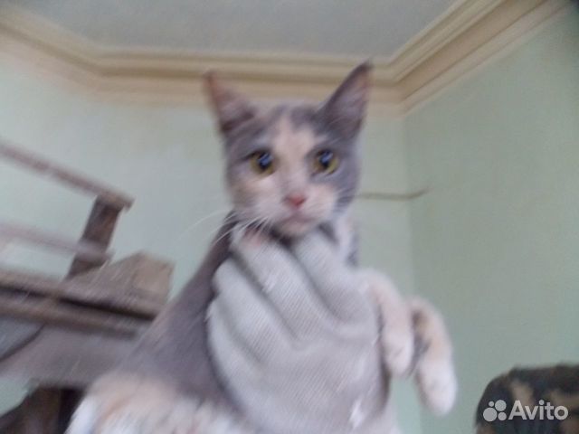 Годовалые котята