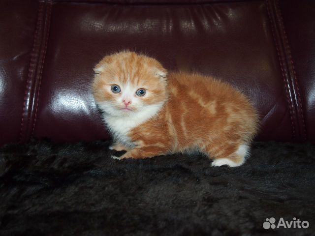 Продажа котят