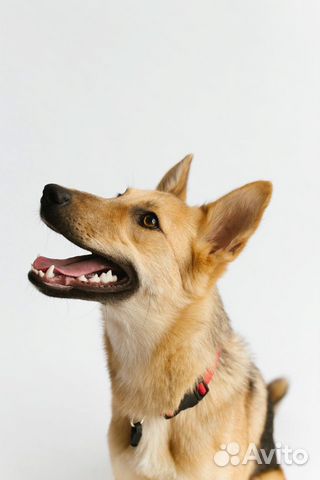 Метис овчарки Мира