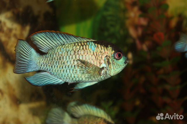 Аквариум с рыбками