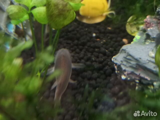 Сомики коридорасы 4 шт