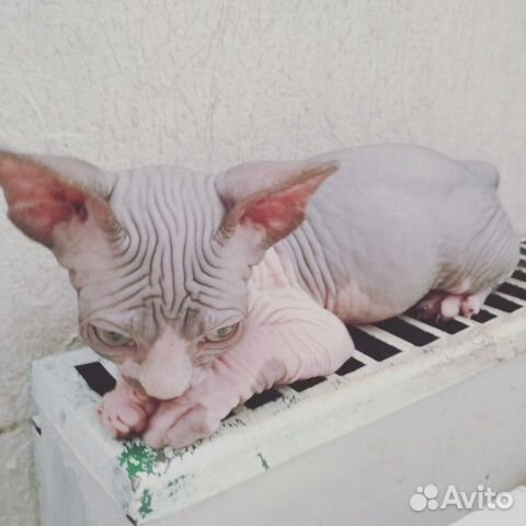 Кошечка Марго