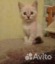 Котята балинезята