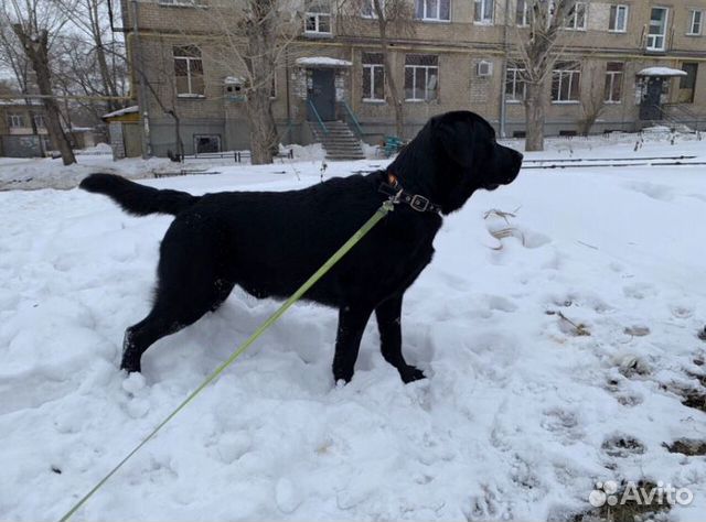 Вязка Лабрадор ретривер