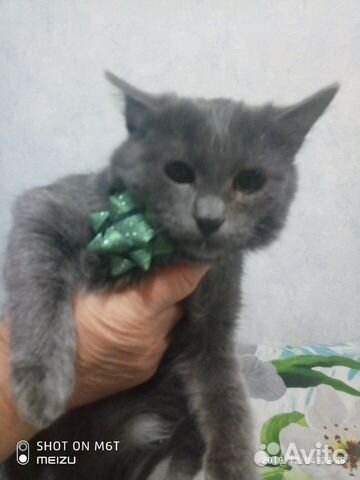 Мальчик русской голубой ищет доброго хозяина