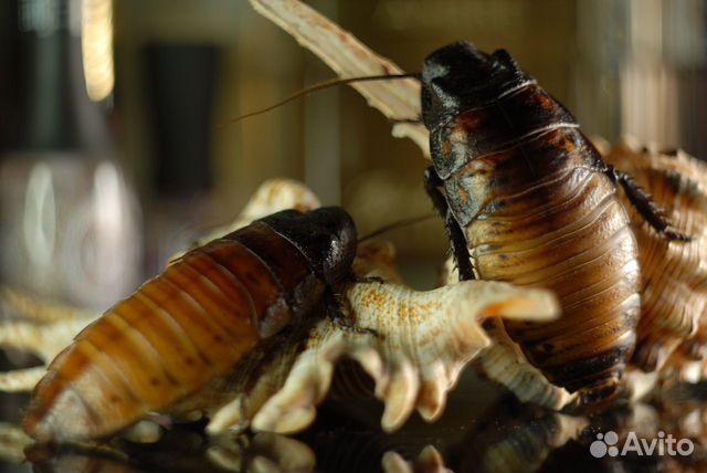 Мадагаскарские тараканы