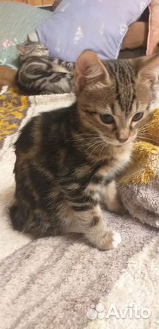 Чудесный котенок курильского бобтейла