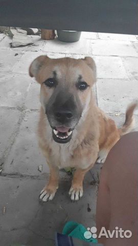 В добрые руки