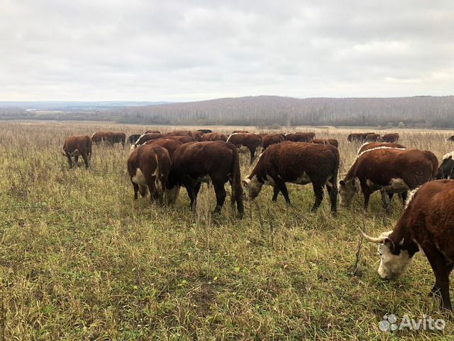 Реализуем стадо породы герефорд