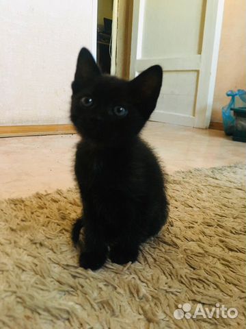 Подарите себе друга