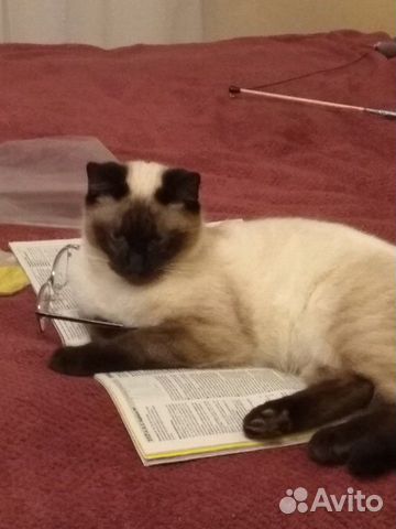 Тайский котик ищет маму