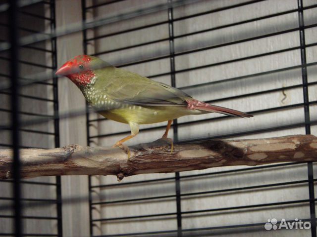 Тростниковый астрильд, самец