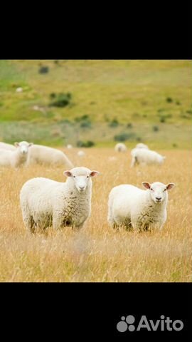 Барашки овцы