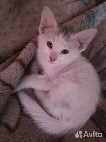 Комочки счастья-котики белые и тигристые