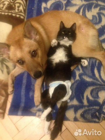 Котенок-инвалид 10мес и щенок метис 10мес в дар