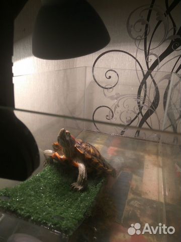 Красноухая черепаха