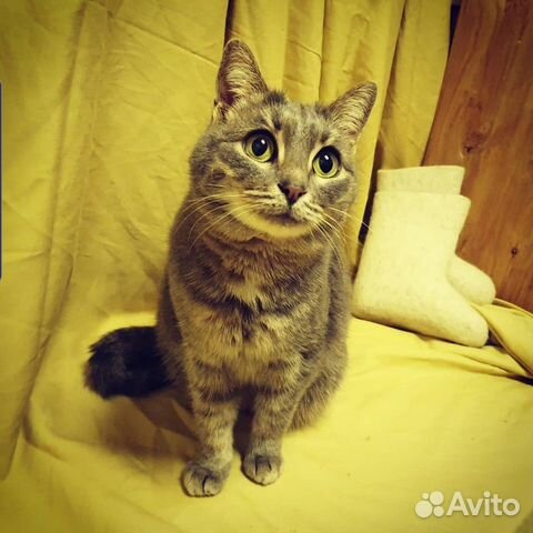 Кошка ищет дом