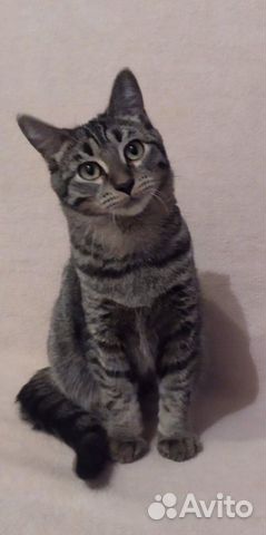 Полосатый Котенок Рокки 6 месяцев в добрые руки