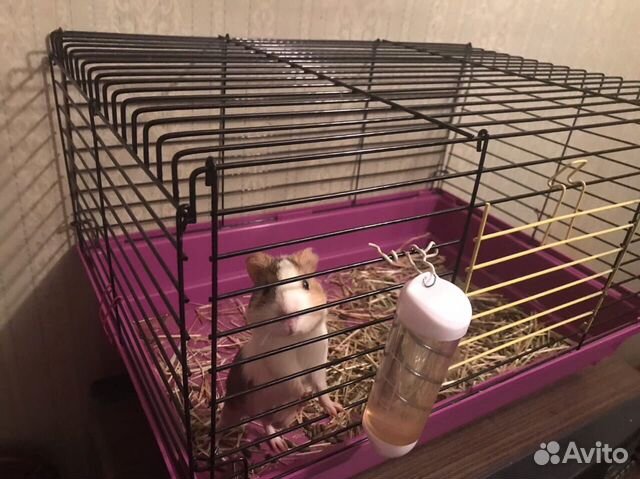 Морская Свинка с Большой клеткой