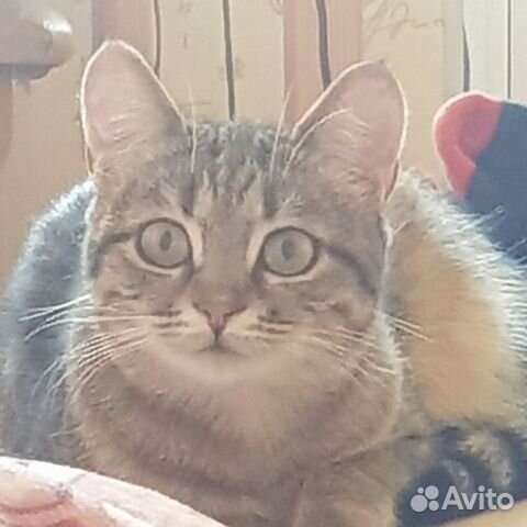 Дом Асе