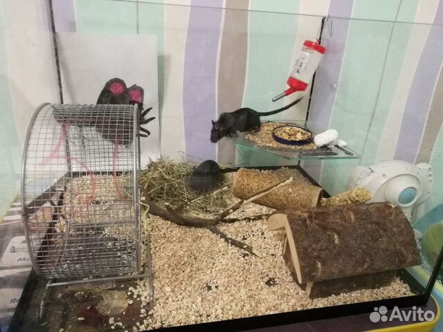 Песчанки с Террариумом