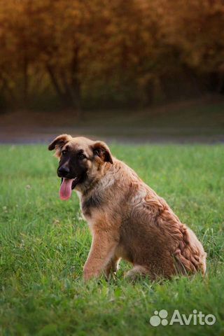 Красавец щенок Тэдди в добрые руки