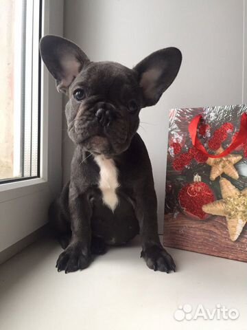 Голубая девочка с отличными генами