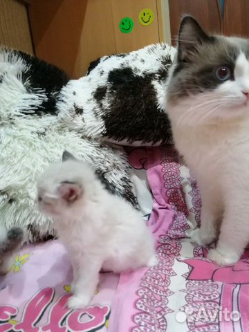 Наши милые куколки под вашу елочку