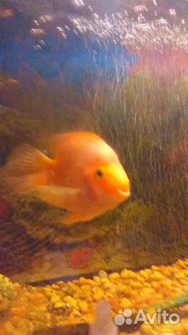 Попугай Рыбки аквариумные