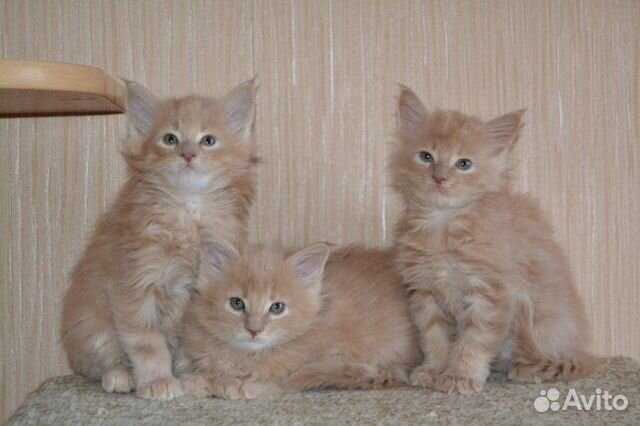 Ищут дом котята славные рысята