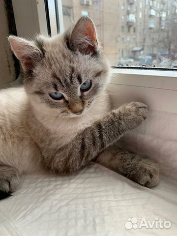 Тайский котенок 3 месяца