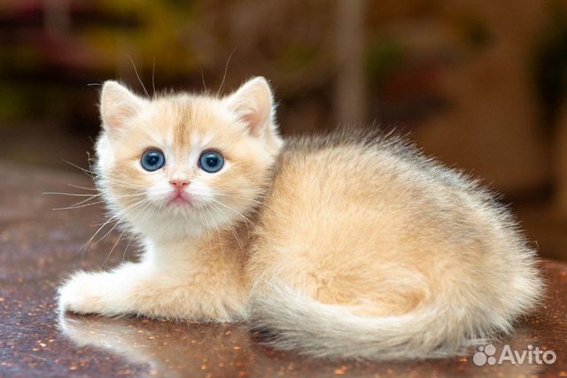 Котик голубец