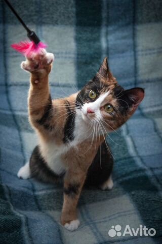 Котенок