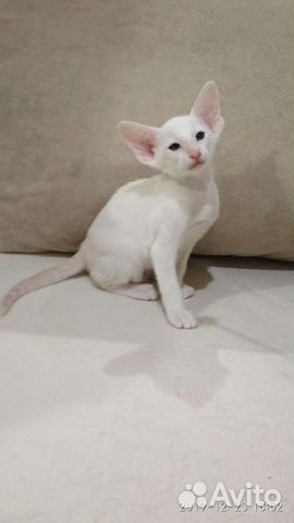 Котенок сейшельской породы