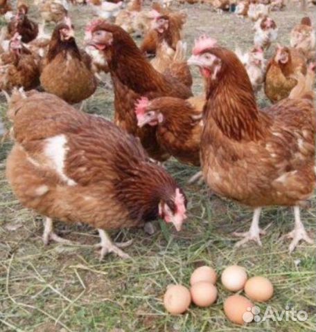 Инкубационное Яйцо несушек Ломан Браун