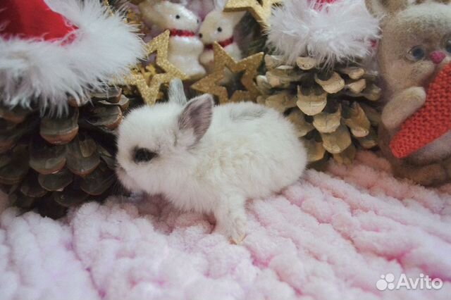 Карликовые крольчата от заводчика