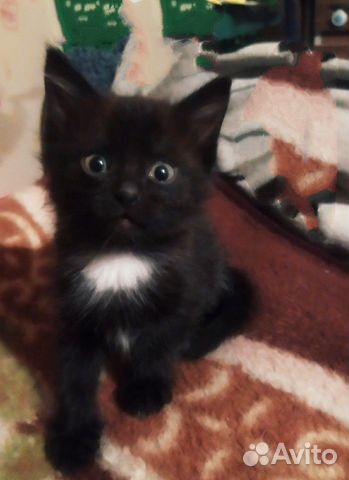 Отдам котенка