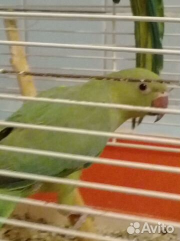 Ожереловый попугай птенец