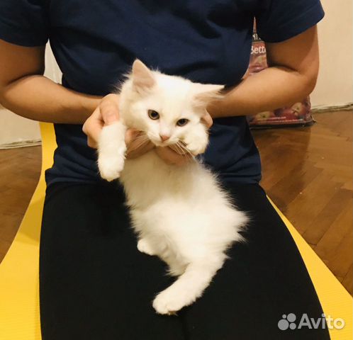 Белый котёнок