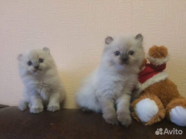 Шикарные котята редкой породы американский кёрл