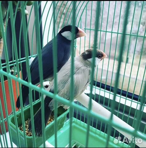 Продам рисовых Амадин