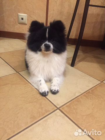 Шпиц для вязки