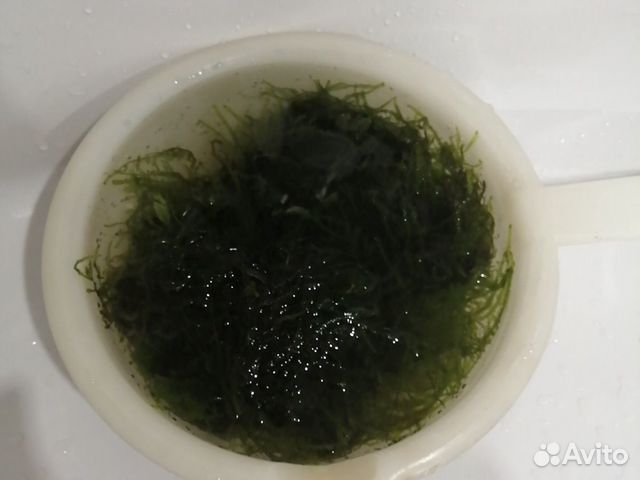 Яванский мох