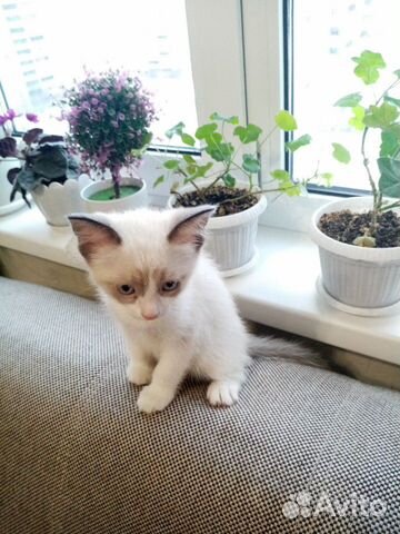 Котенок