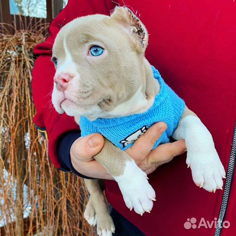 Американский булли - лиловая от Импортных родителе