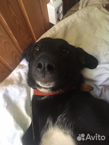 Собачка Кола