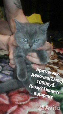 Британчик (девочка )