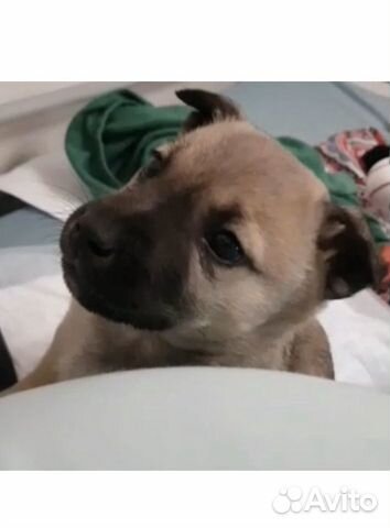 Щенок маленький мальчик 1 месяц спасён ищет дом в